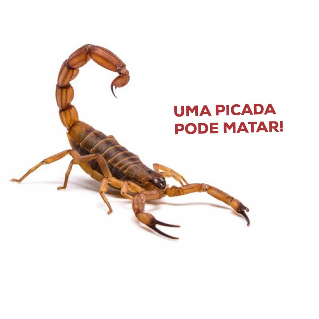 Serviços – Mortal Kombat Dedetizadora em Uberlândia